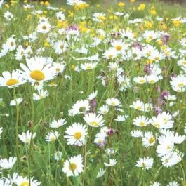 Buy Traditional Meadowmat Wildflower Grass | London Top Soil Company